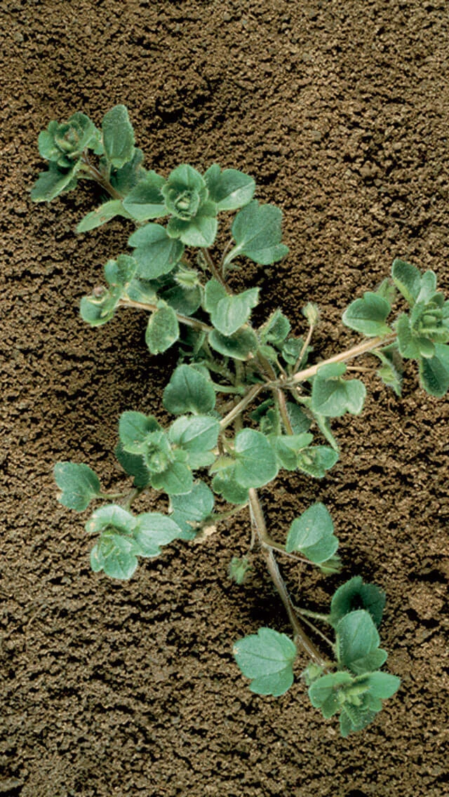 Ivy-leaved speedwell
