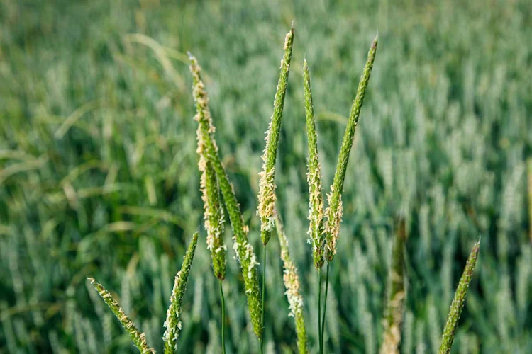 Bayer Crop Science UK: Crop Protection for a Fast-Changing World
