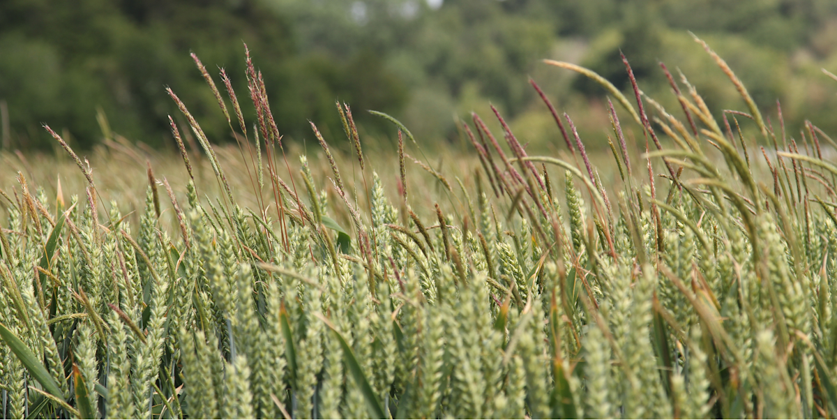 Optimising herbicide programs for effective autumn weed control in ...