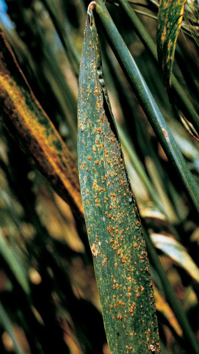Black Stem Rust