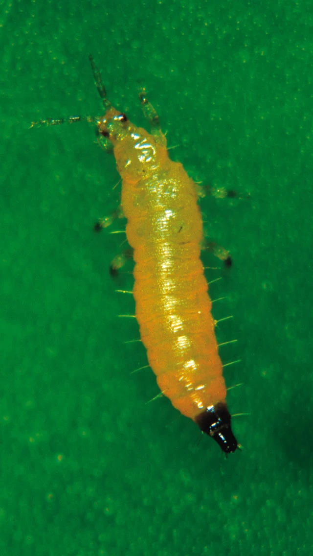 Pea Thrips
