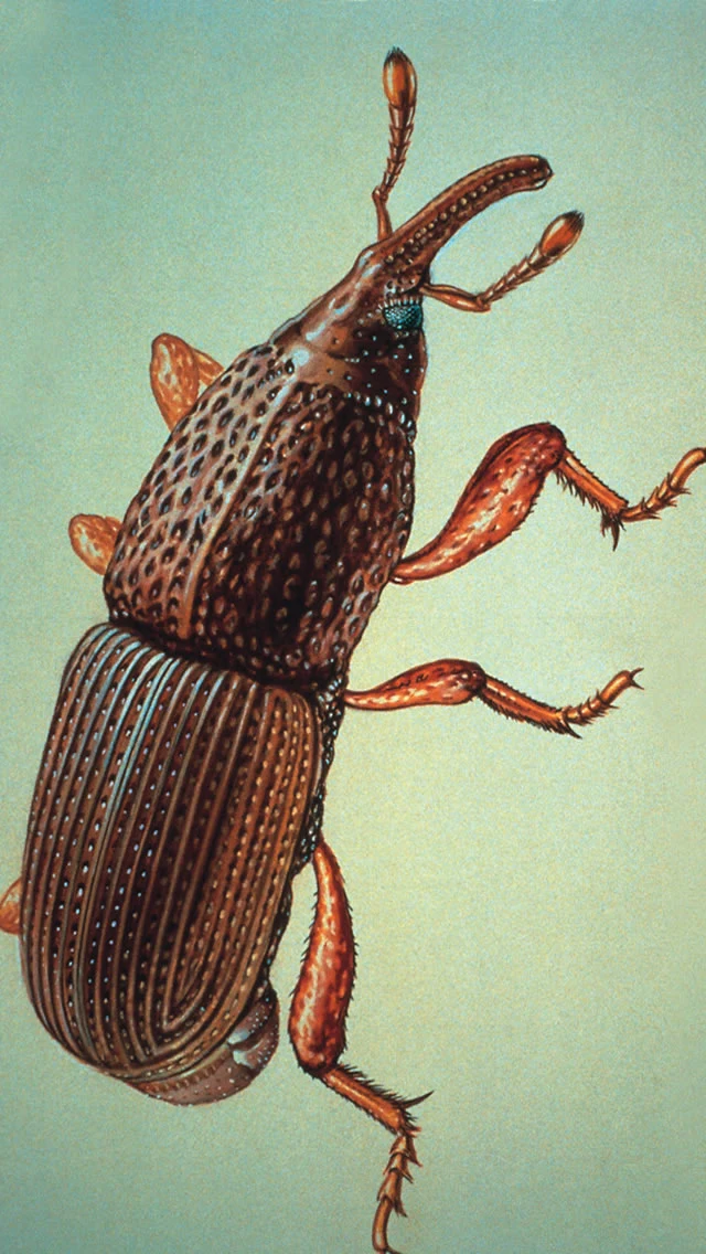 Grain Weevil