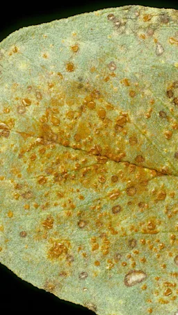 Pea and Bean Diseases