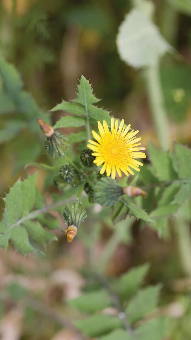 Perennial sowthistle