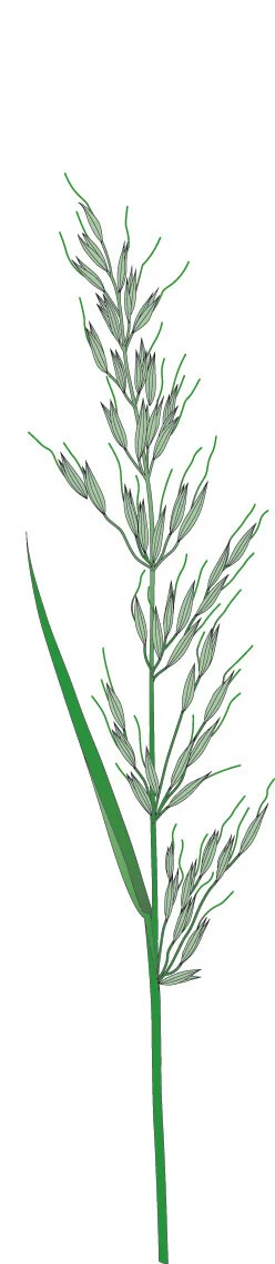 Onion couch/False oat-grass
