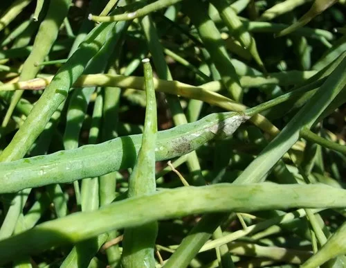 Light Leaf Spot