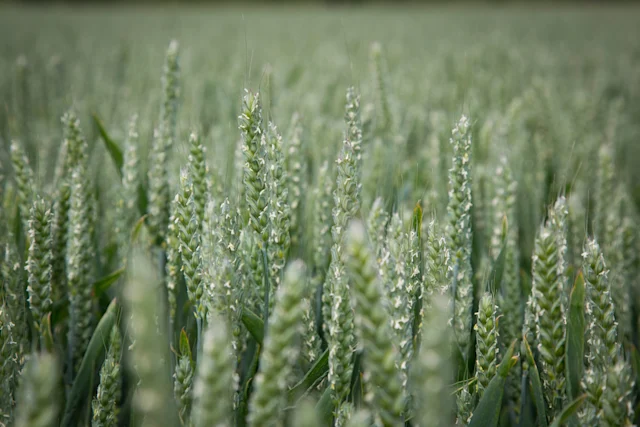 Insights – The latest industry insights from Bayer Crop Science UK