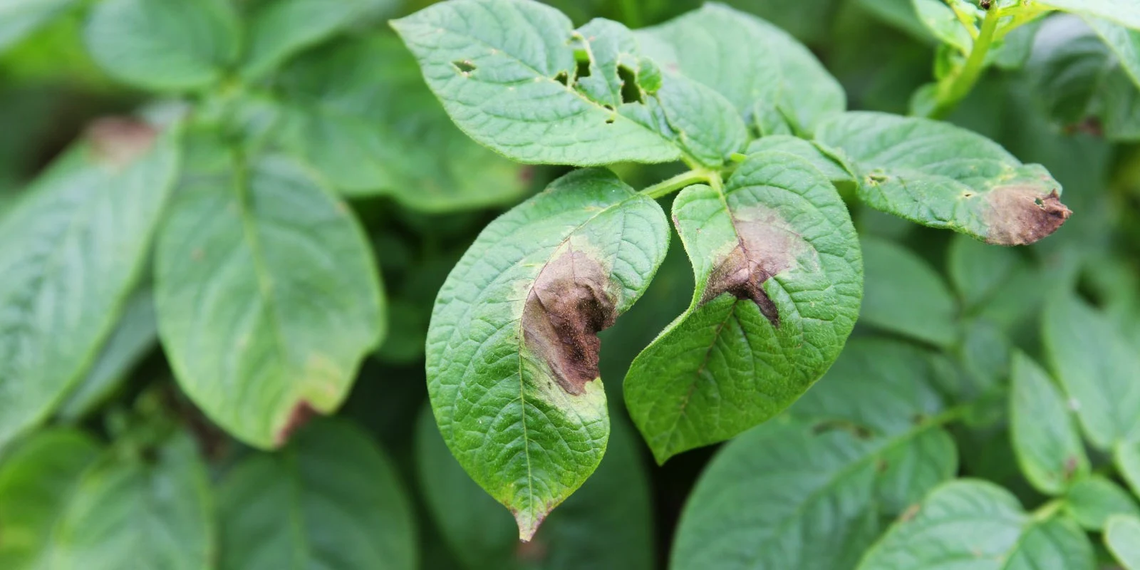 What new blight strains mean for crop protection programmes