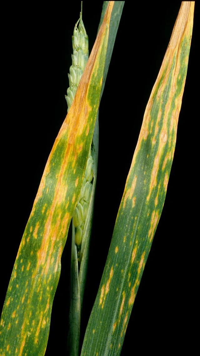 Glume Blotch/Septoria