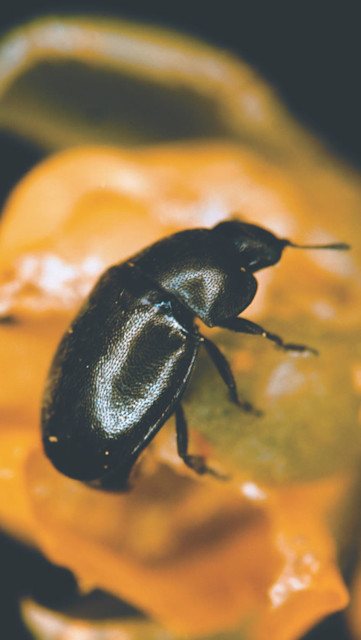 Pollen Beetle