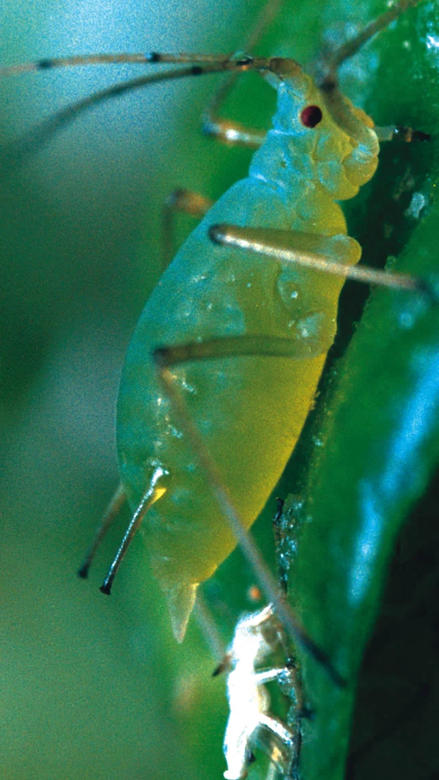 Pea Aphid