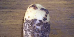 Potato Diseases