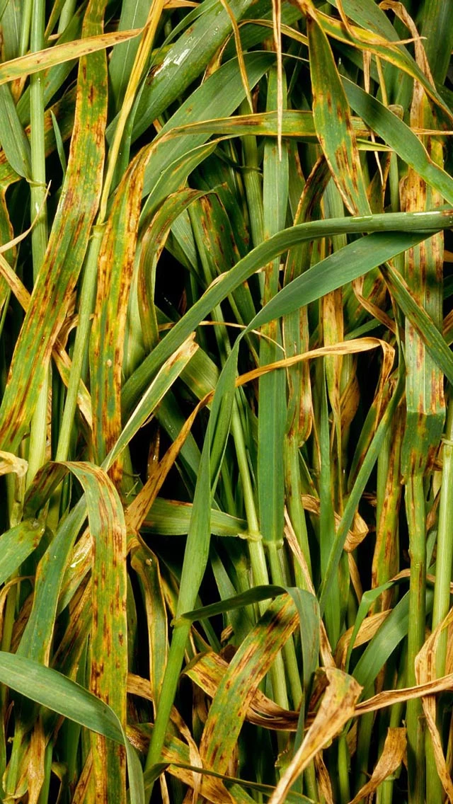 Net Blotch | Cereal Crop Disease