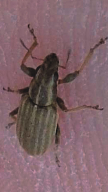 Pea and Bean Weevil
