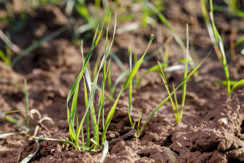 Managing variable crops in the west