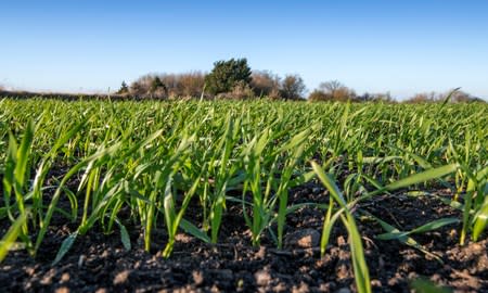 Research shows black-grass levels in seedbank at two farms