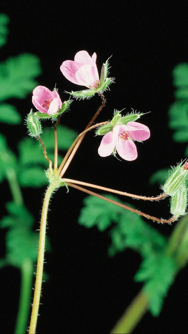 Common stork's-bill