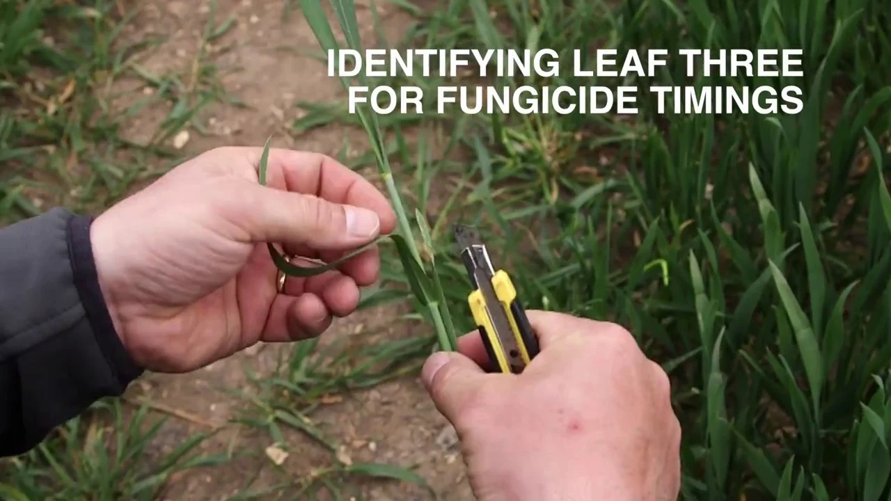 Identification of leaf three emergence in winter wheat 2018