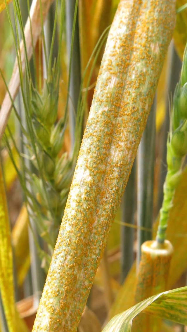 Yellow Rust | Cereal Crop Disease