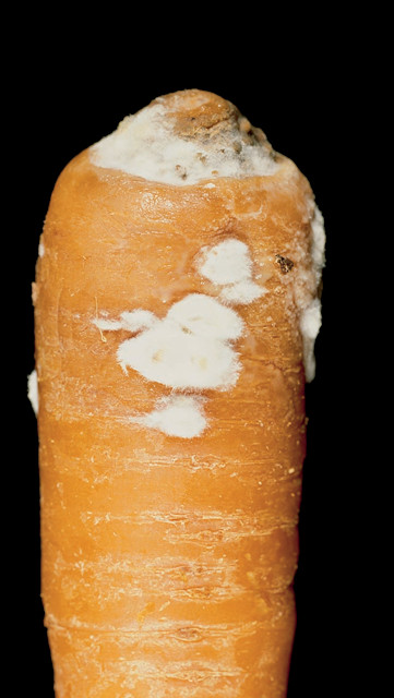 Sclerotinia - Carrots
