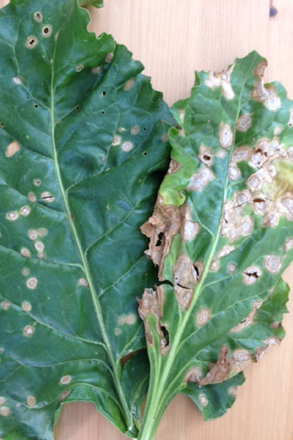 Ramularia Leaf Spot