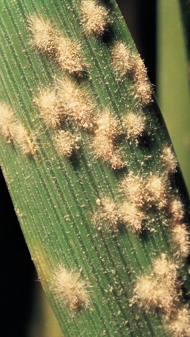 Powdery Mildew | Cereal Crop Disease