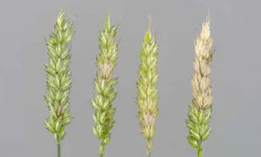 Fusarium Ear Blight