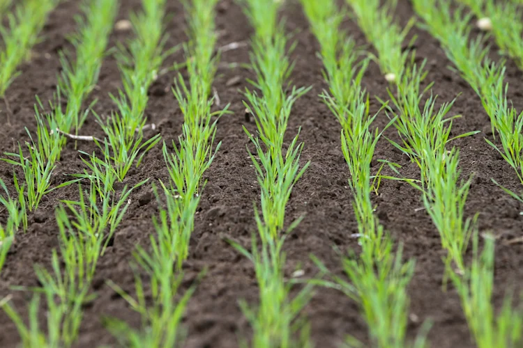 Weed Management Insights