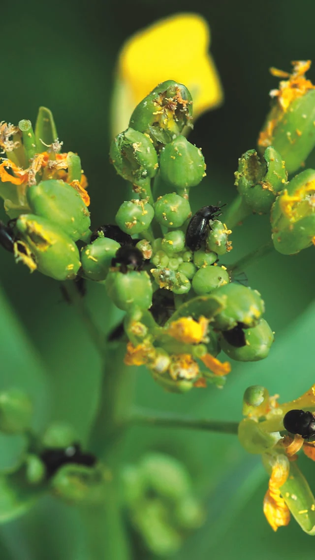 Pollen Beetle