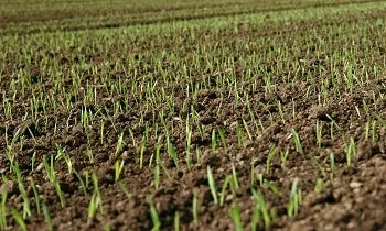 Five tips for growing spring barley on heavy land