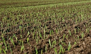 Five tips for growing spring barley on heavy land