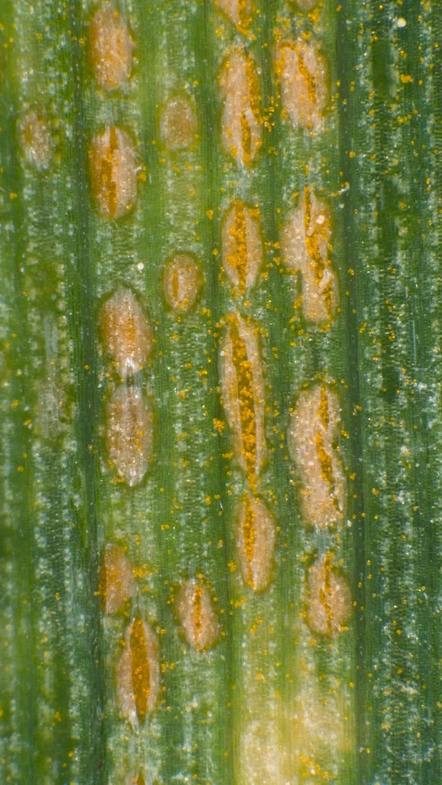 Yellow Rust | Cereal Crop Disease