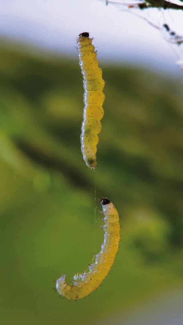 Diamond-back Moth