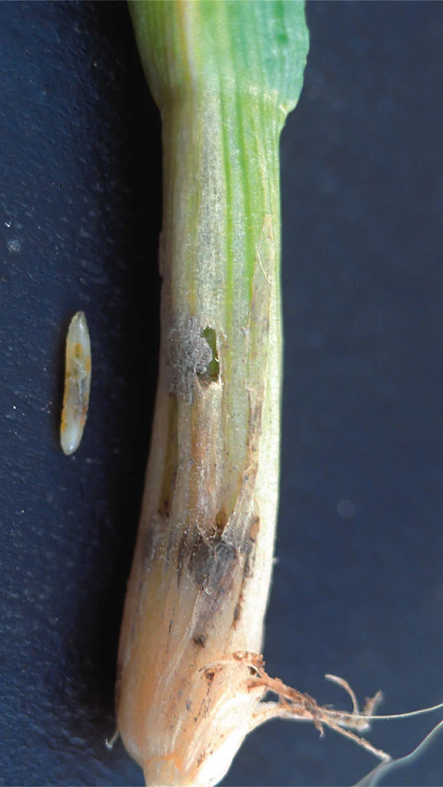 Gout Fly