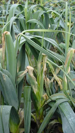 Onion and Leek Diseases