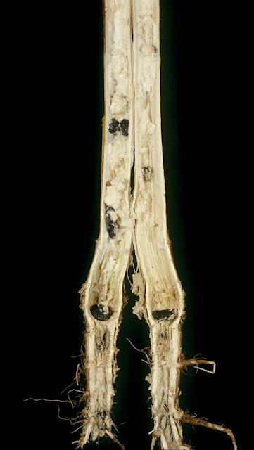 Sclerotinia