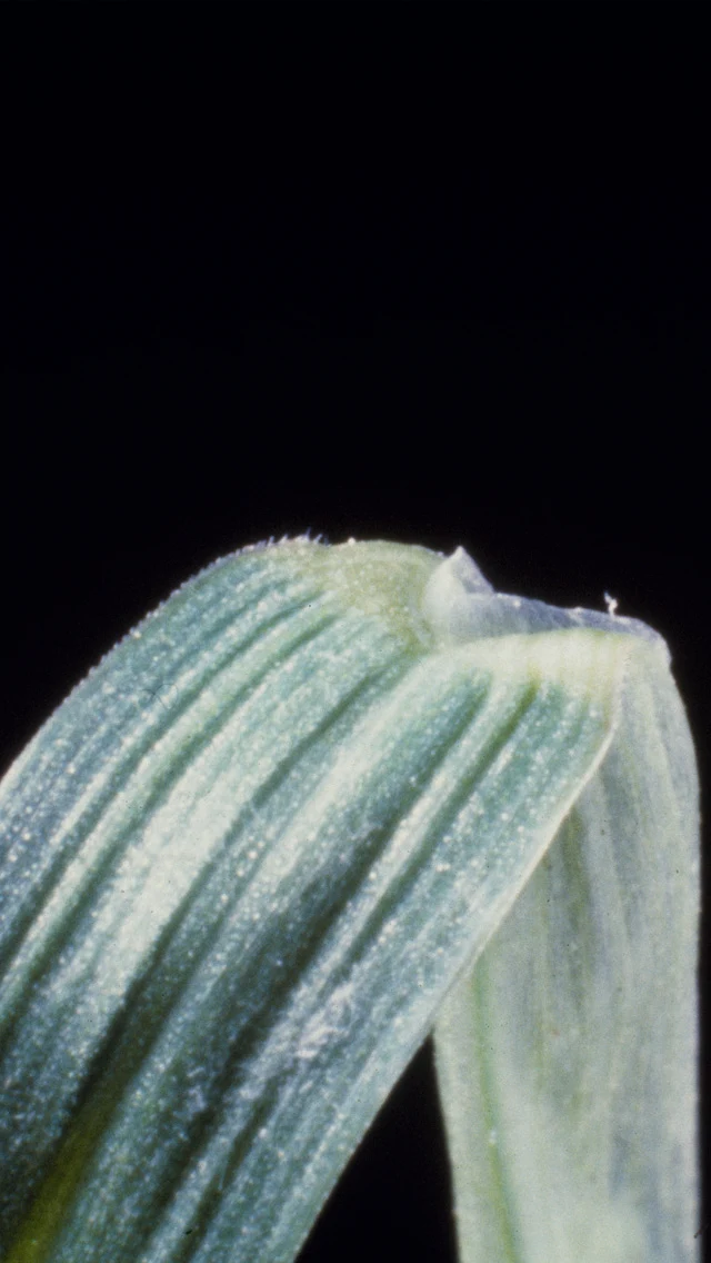 Smooth Meadow Grass