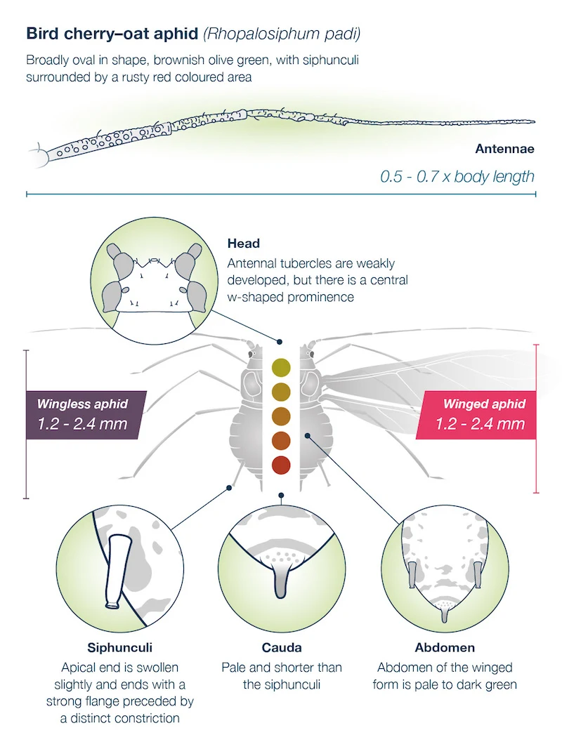 Aphid identification: 7 top tips for pinpointing pests