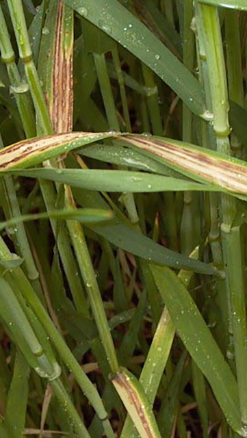 Leaf Stripe