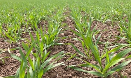 How to make the most of good-looking crops this May in Scotland