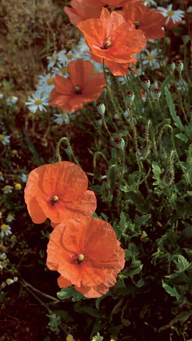 Corn poppy