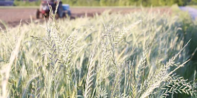 Roundup Best Practice: Application Technique