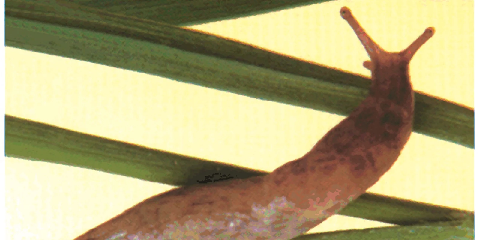 Grey Field Slug