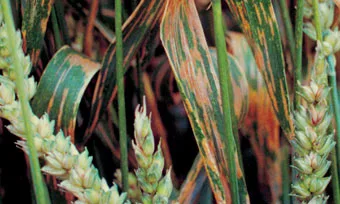 Septoria tritici in wheat