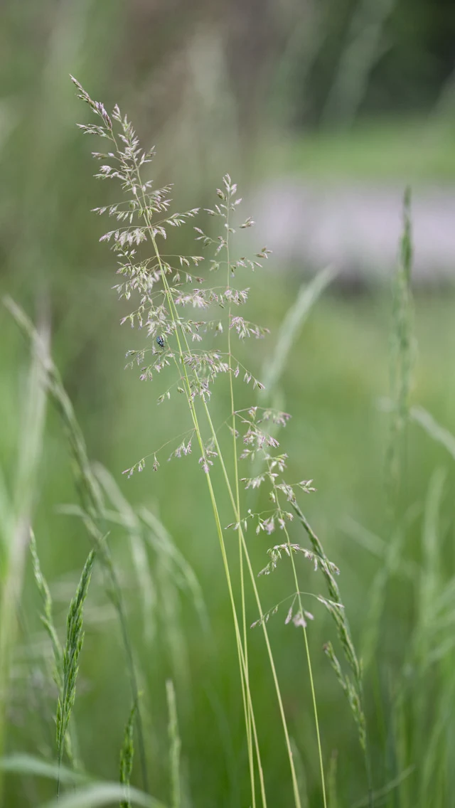 Smooth meadow-grass