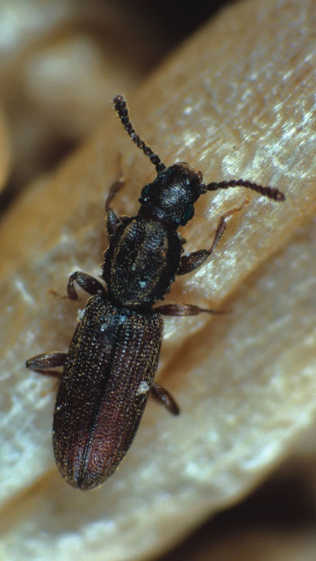 Saw-toothed Grain Beetle