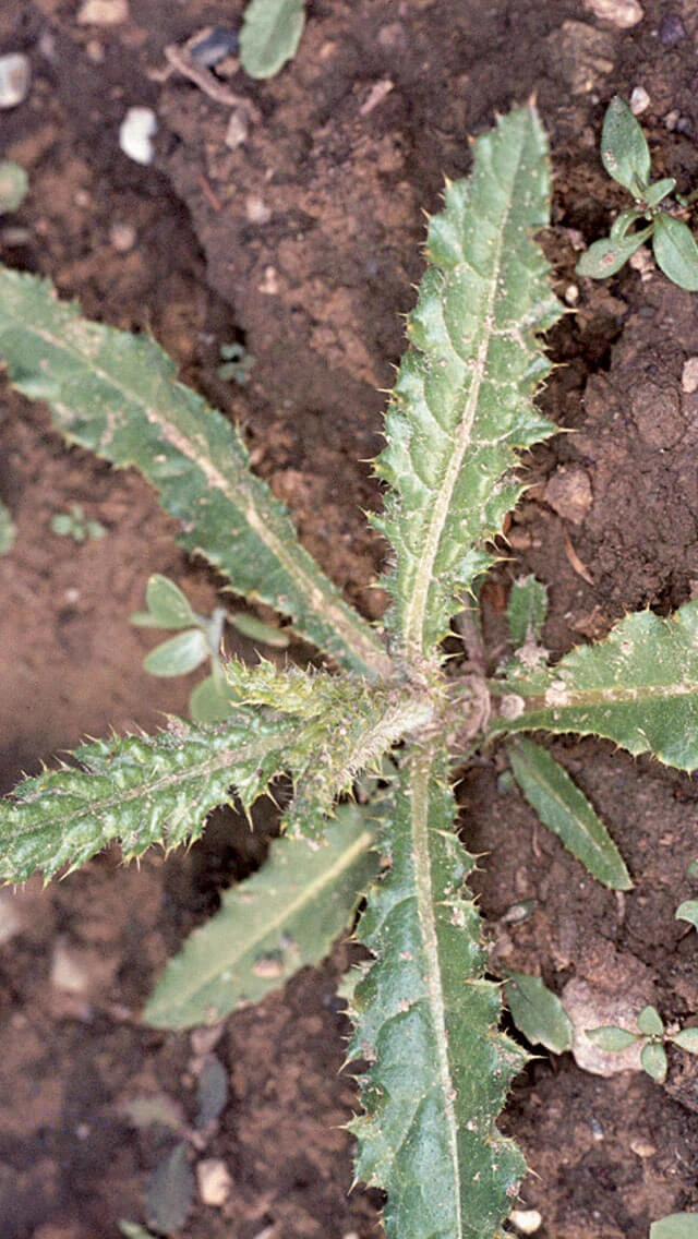 Creeping thistle