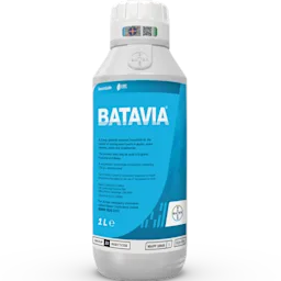 Batavia