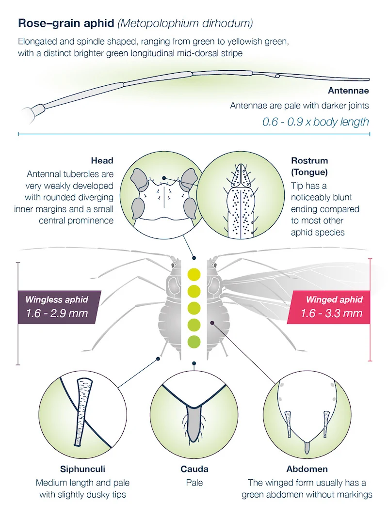 3 BYDV-carrying aphids to learn to identify