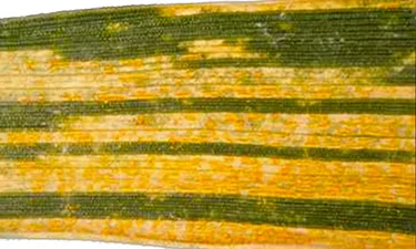 Yellow Rust | Barley Disease